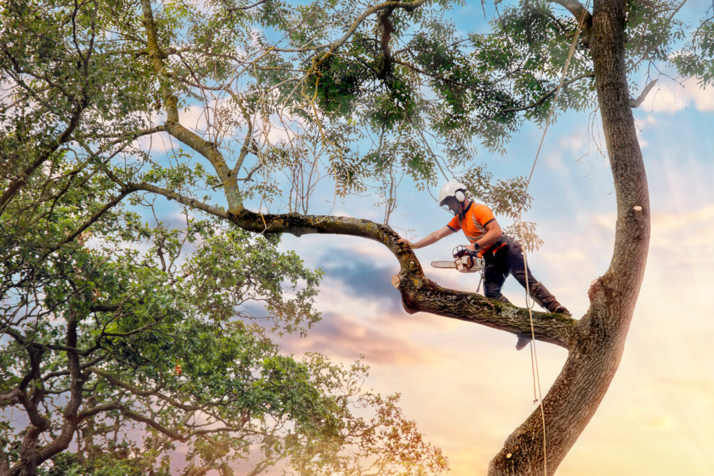 Greatwood Arborist - Arborist On Demand